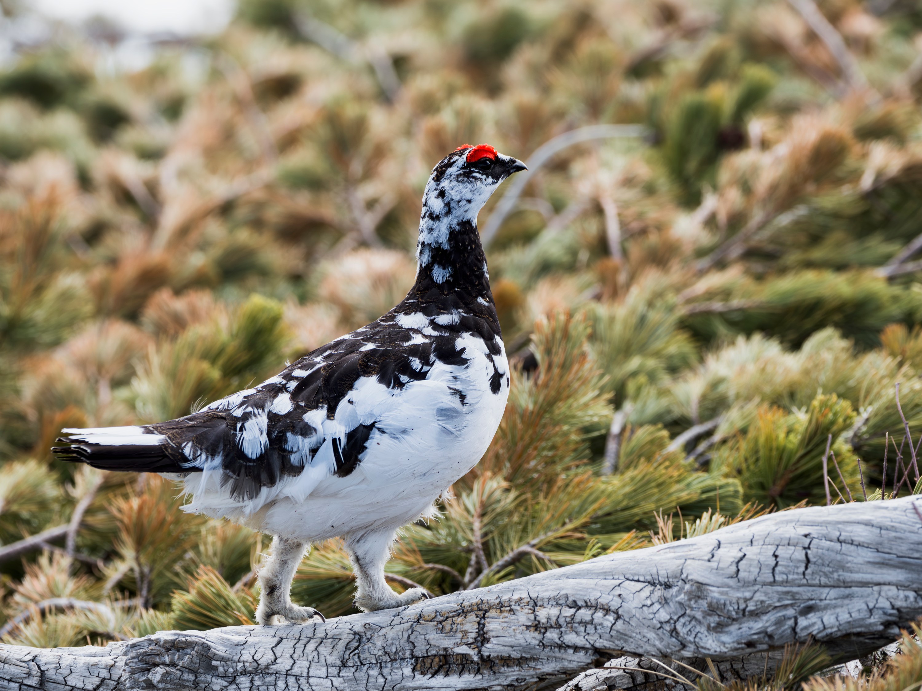 How to Hunt for Ptarmigan In Alaska