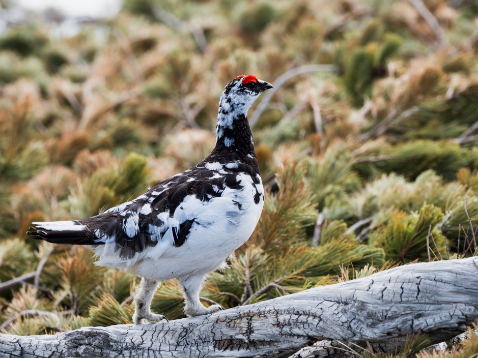 How to Hunt for Ptarmigan In Alaska