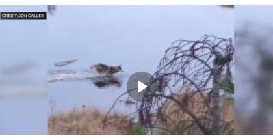 Wolf Grabs Beaver Straight From the Water in Rare Attack