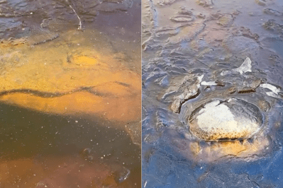 How Alligators 'Hibernate' Under the Ice During Winter