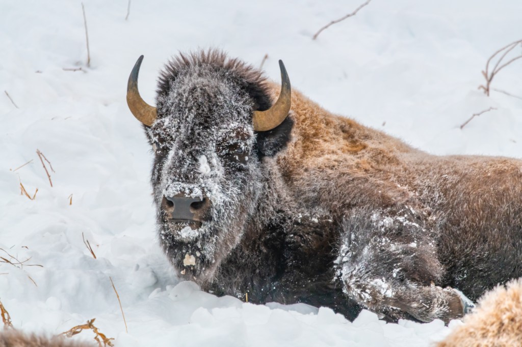 Watch: Yellowstone Bison Slips on Ice, Has Impressive Recovery