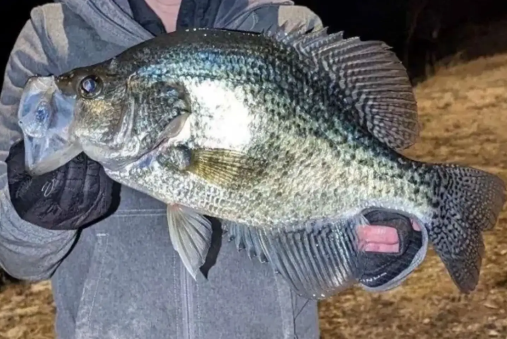 Why Was This Giant White Crappie's State Record Mysteriously Revoked ...