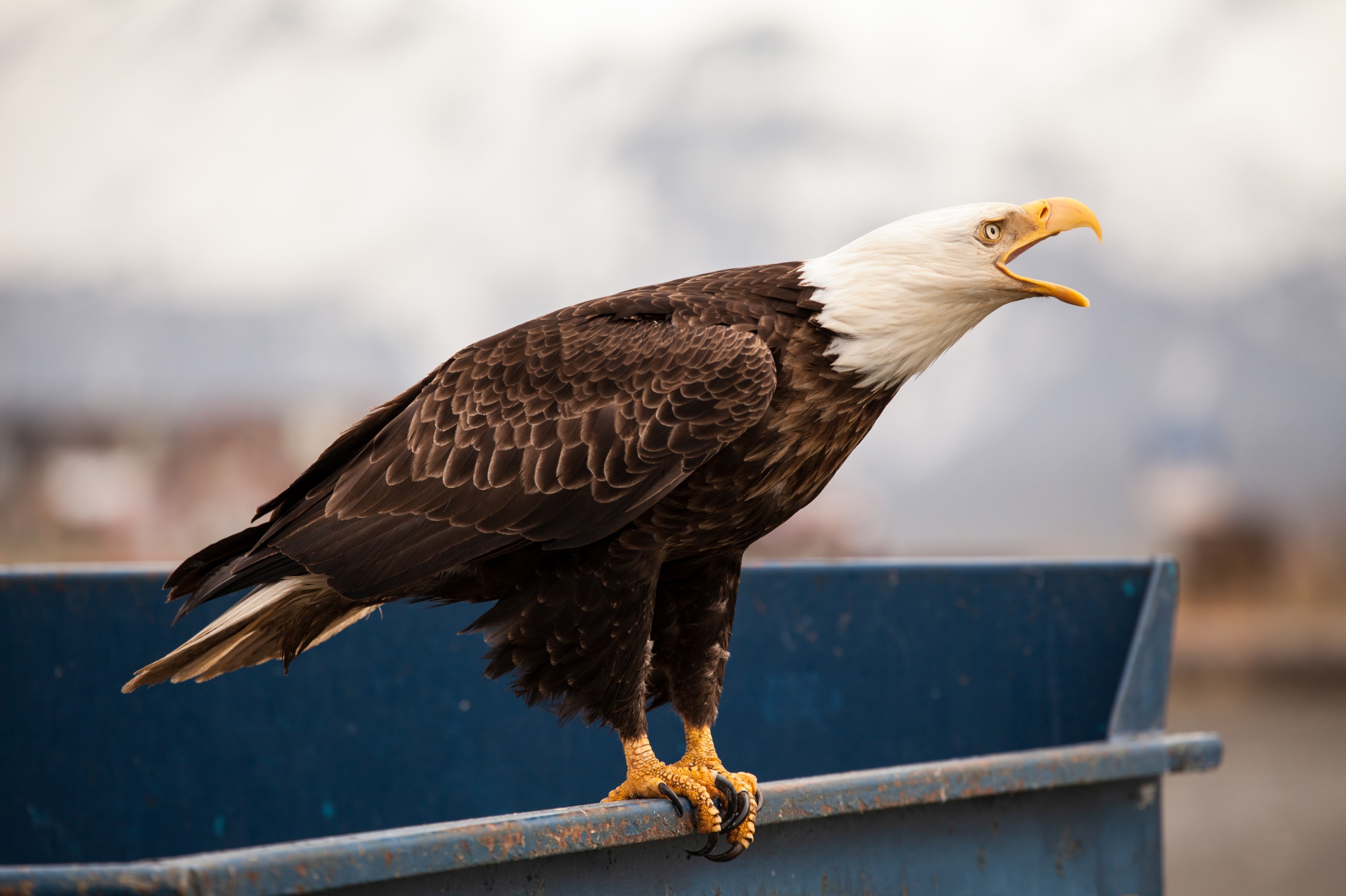 Video Shows Dozens of Bald Eagles Looting a Dump in Alaska