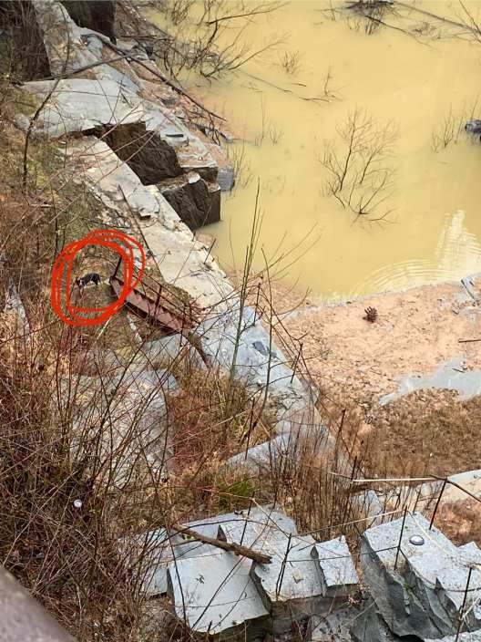 Hunting Dog Miraculously Survives Chasing Hogs Off an 85-Foot Cliff