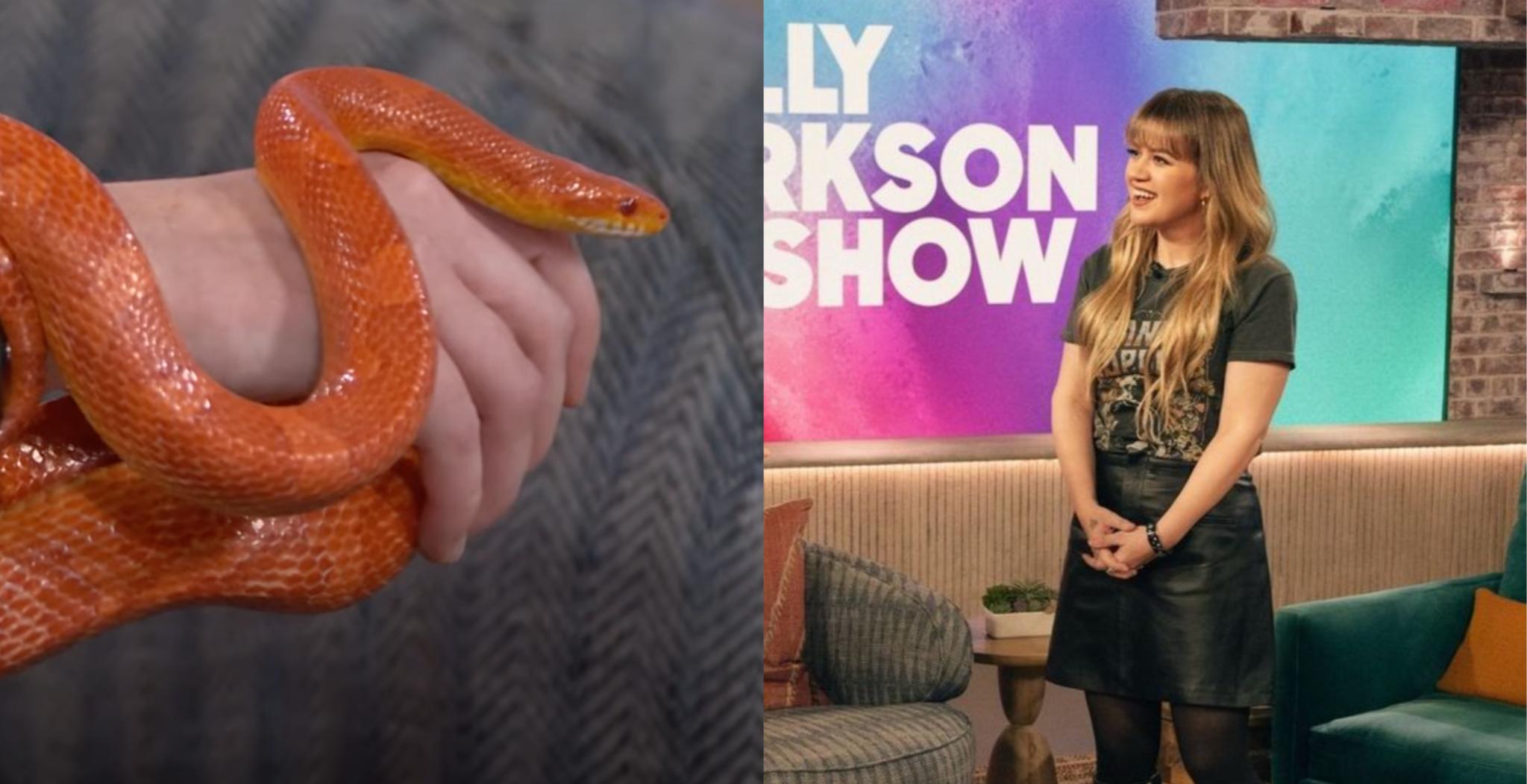 Why the 'Snake Lady' Made an Unexpected Appearance on 'The Kelly ...