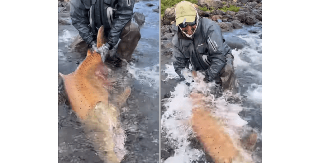 Watch: Monster King Salmon Caught From Argentina River