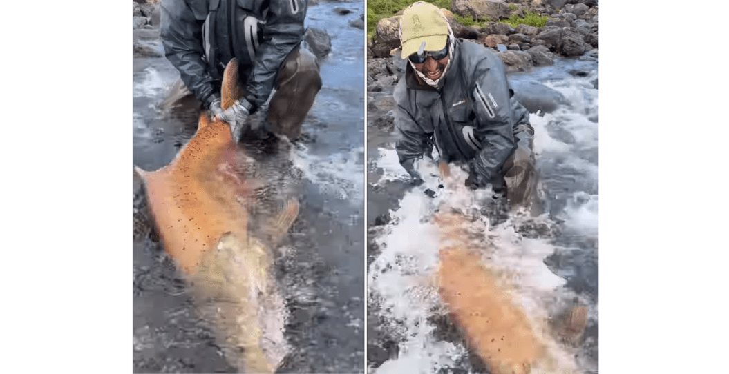 Watch: Monster King Salmon Caught From Argentina River