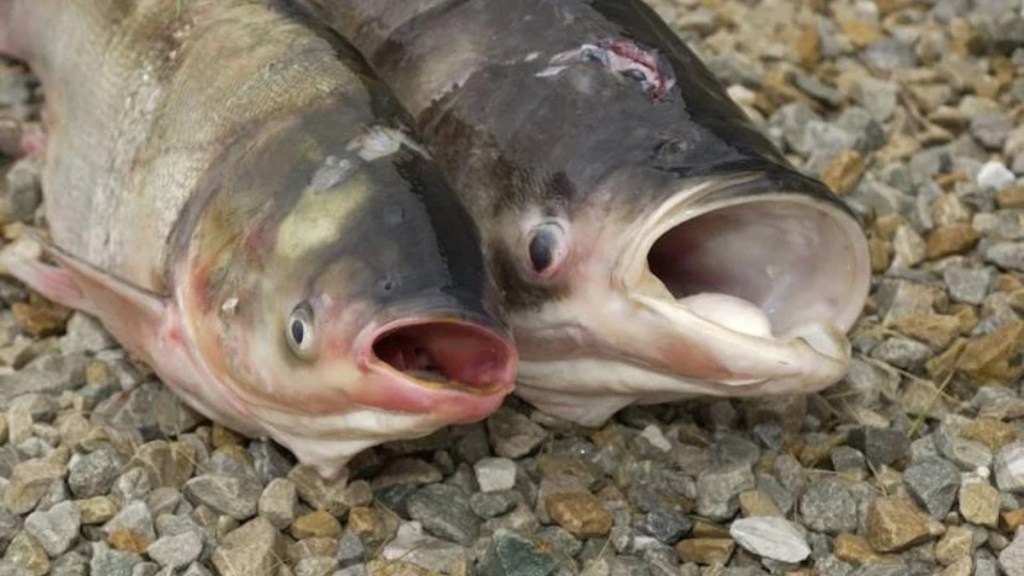 New World Record Bighead Carp Beats Old Record by 17 Pounds - Wide Open ...