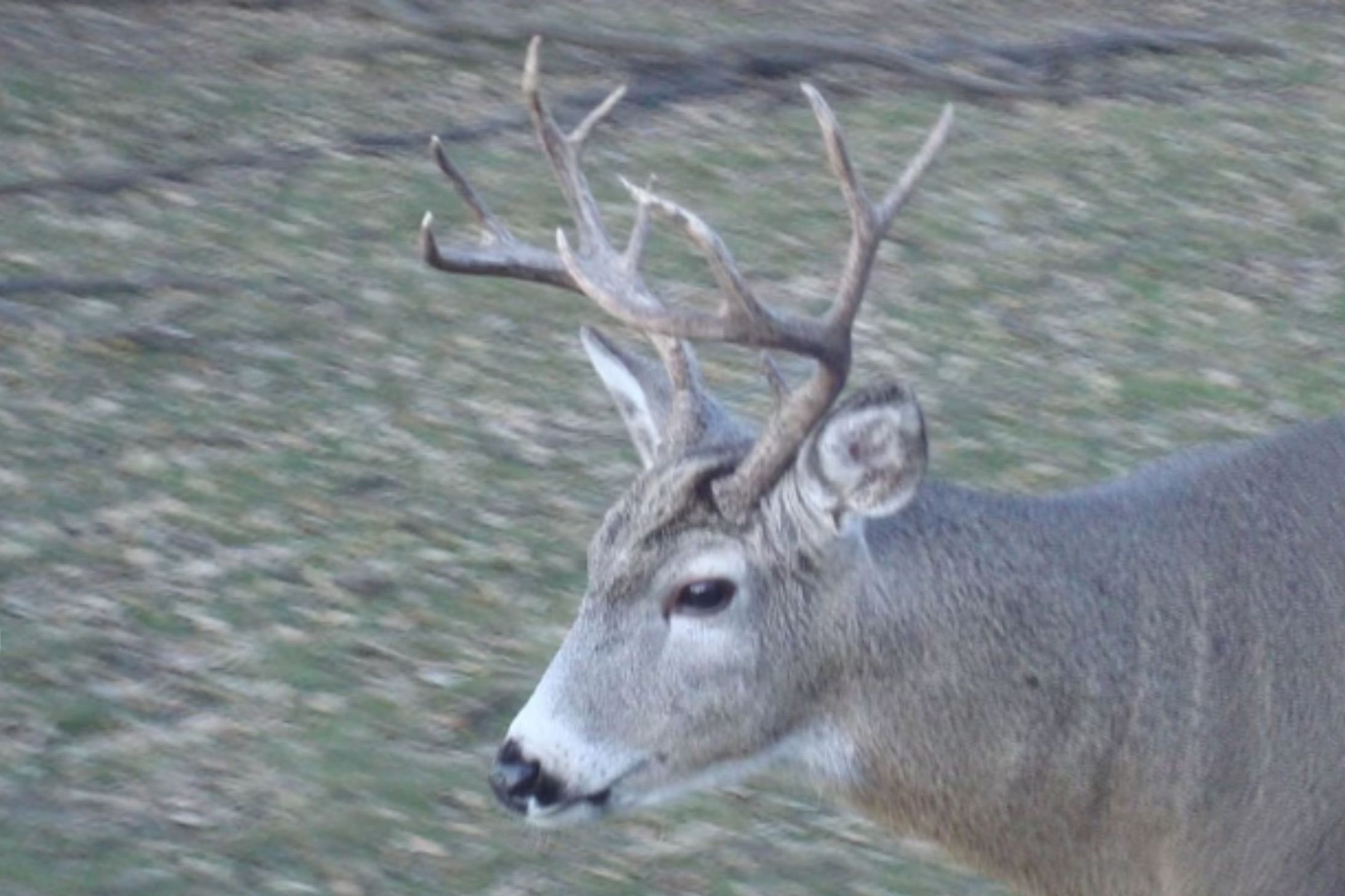 Frankendeer: A Hybrid Whitetail Mule Deer Enigma