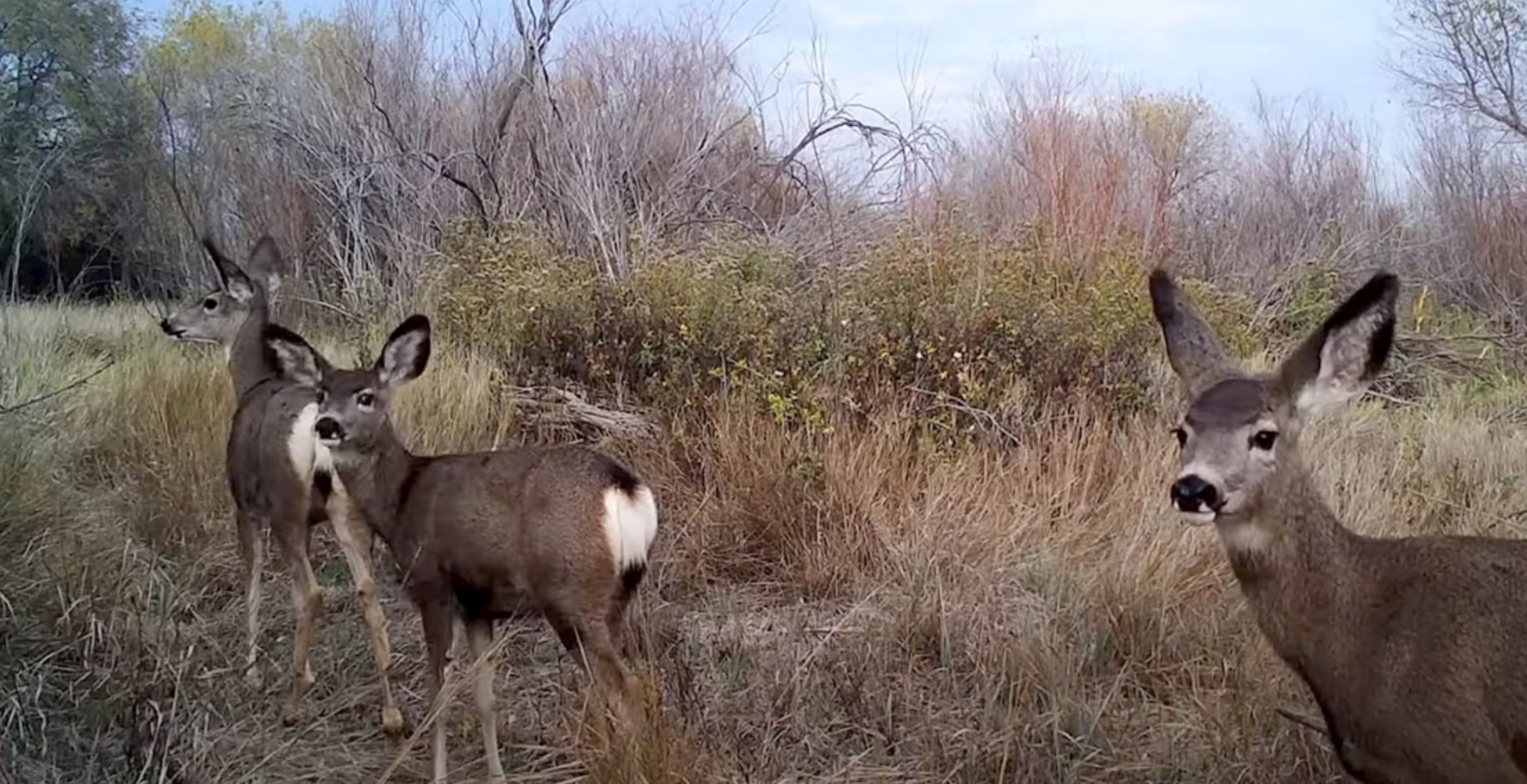 Frankendeer: A Hybrid Whitetail Mule Deer Enigma