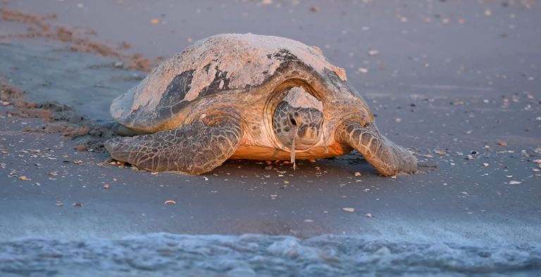 This 375 Pound Great-Grandfather Sea Turtle Is Massive – See Photos ...