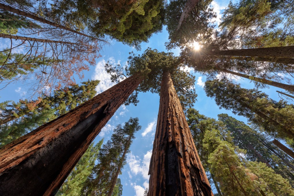 Lawsuit Filed Against Logging in Giant Sequoia National Monument