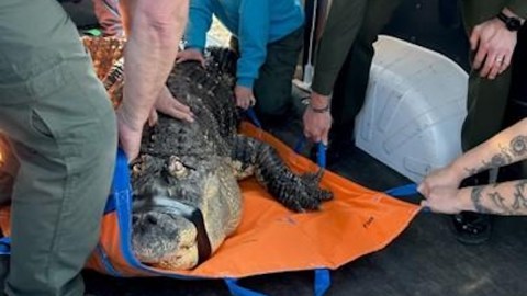 Community Demands New York Return Man's Pet Alligator - Wide Open Spaces