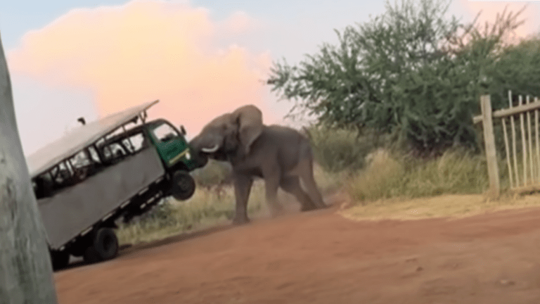 Watch: Elephant Attack Safari Truck, Lift It Off The Ground Twice ...