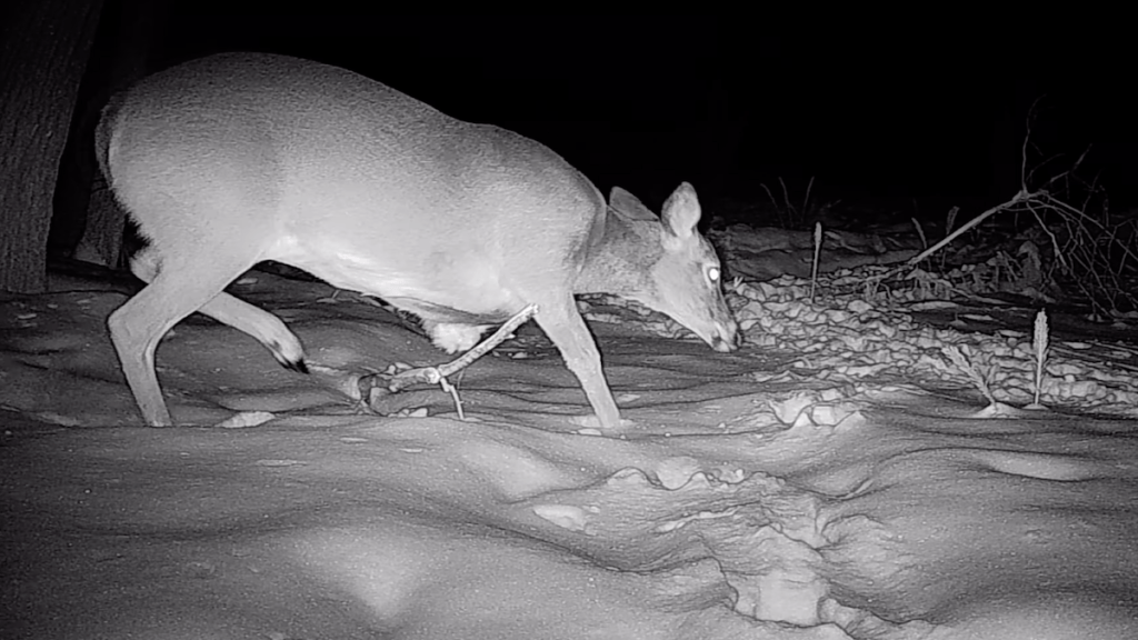 Popular Three-legged Deer Still Alive, Spotted on Trail Cam - Wide Open ...