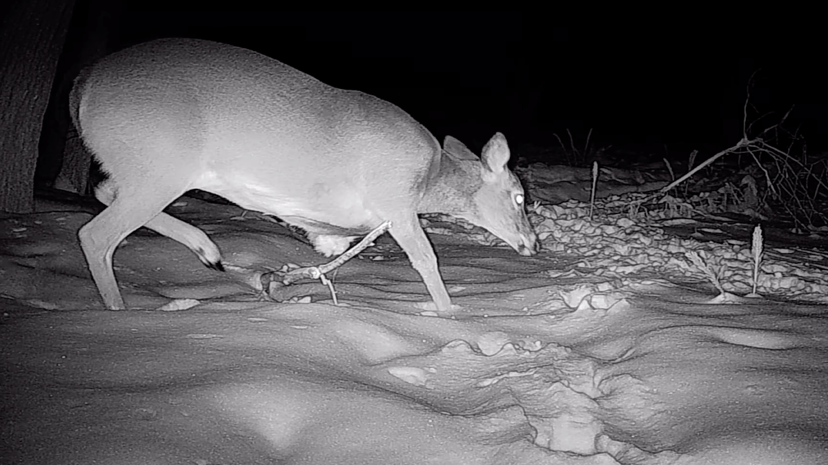 Popular Three-legged Deer Still Alive, Spotted on Trail Cam - Wide Open ...