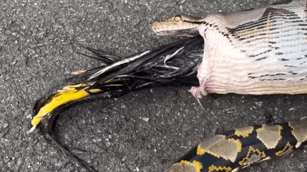 Watch: Chicken Pulled Out of Reticulated Python’s Mouth - Wide Open Spaces