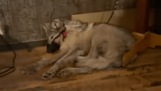 Sheriff Investigating Wolf Torture Case, but Charges Unlikely - Wide ...