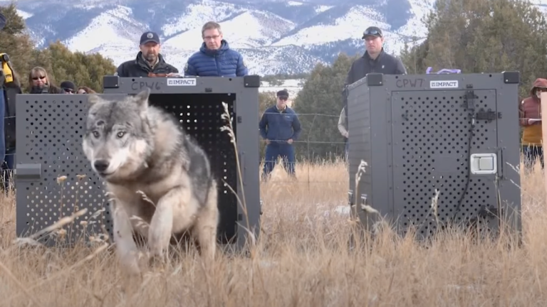 Colorado Confirms First 2 Wolf-Livestock Depredations - Wide Open Spaces