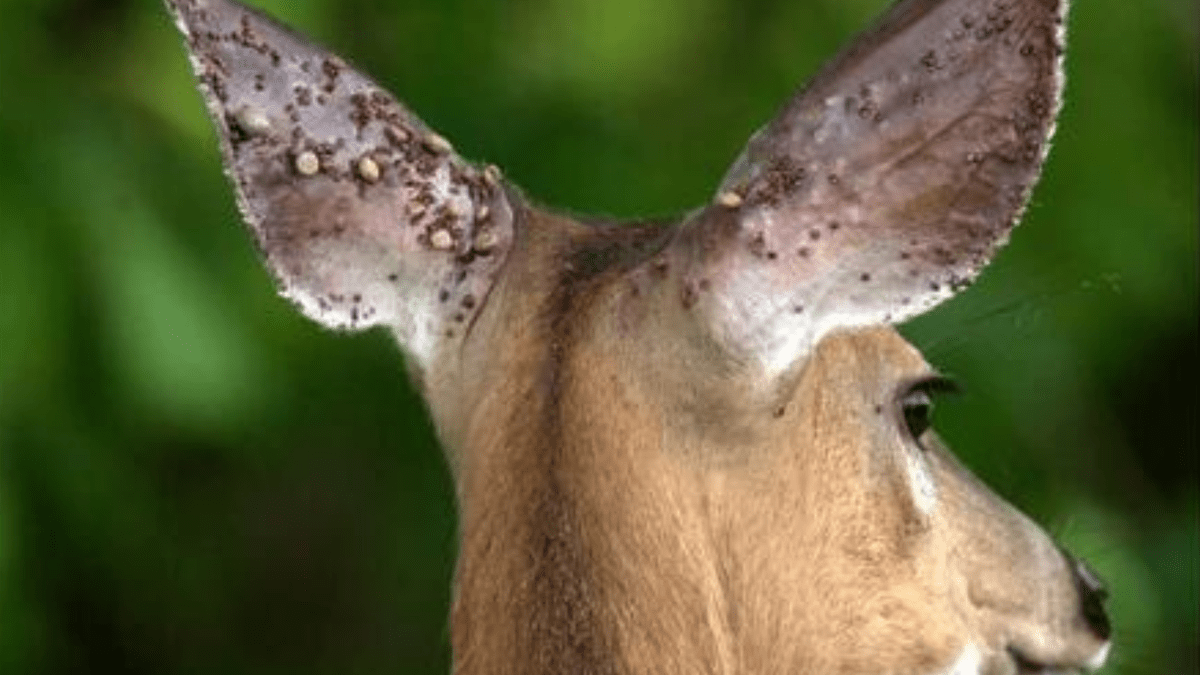 Hunters' Death May Be Linked to Chronic Wasting Disease - Wide Open Spaces