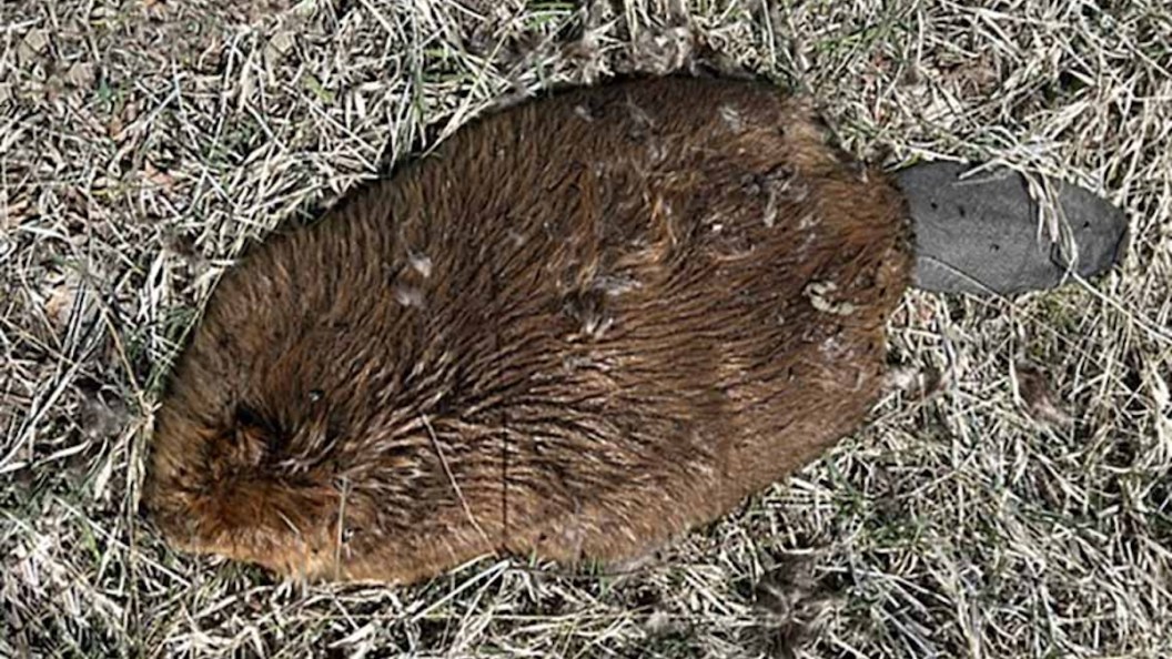 Beavers Dying From Disease That Can Harm Humans - Wide Open Spaces