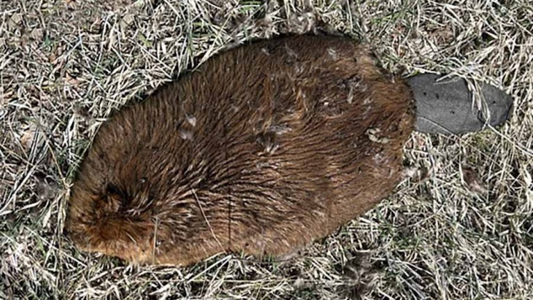 Beavers Dying From Disease That Can Harm Humans - Wide Open Spaces