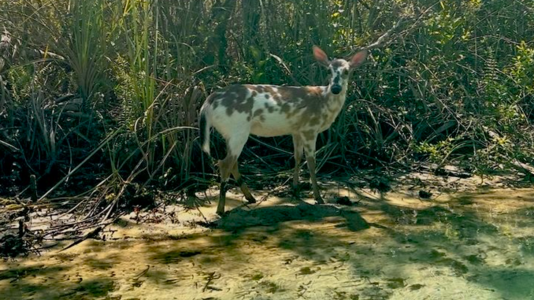 Florida Man Photographs Rare Piebald Deer - Wide Open Spaces