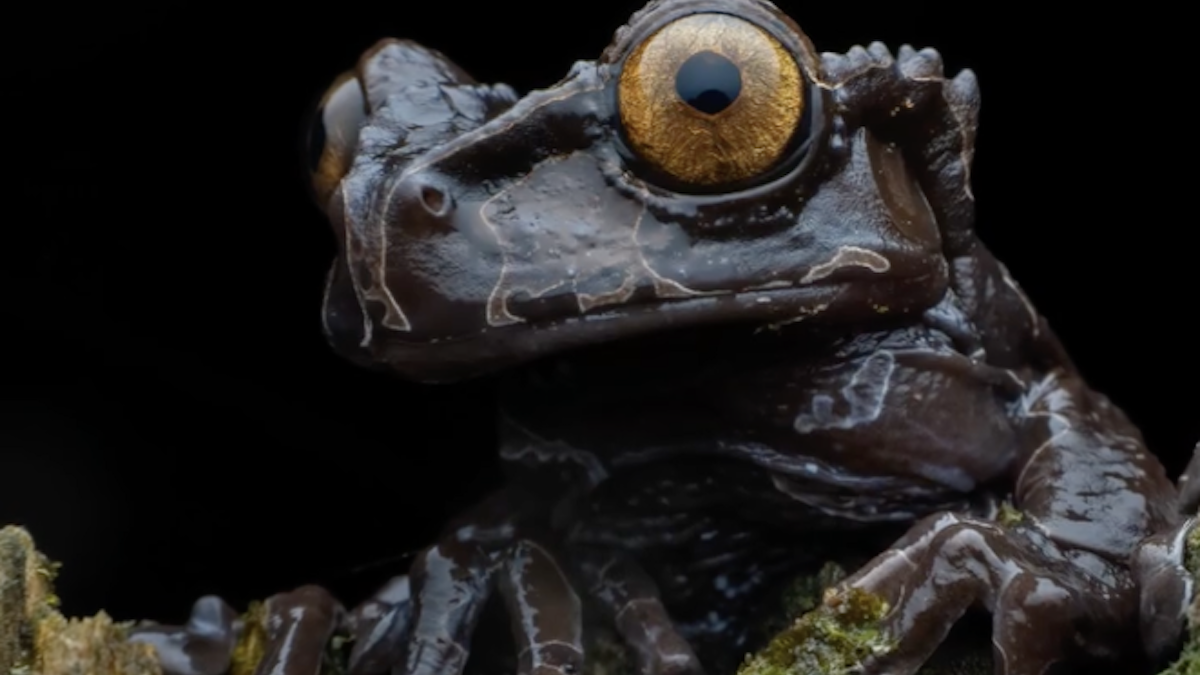 Micro Photog Asks: ‘Which Frog is the Main Character?’ - Wide Open Spaces