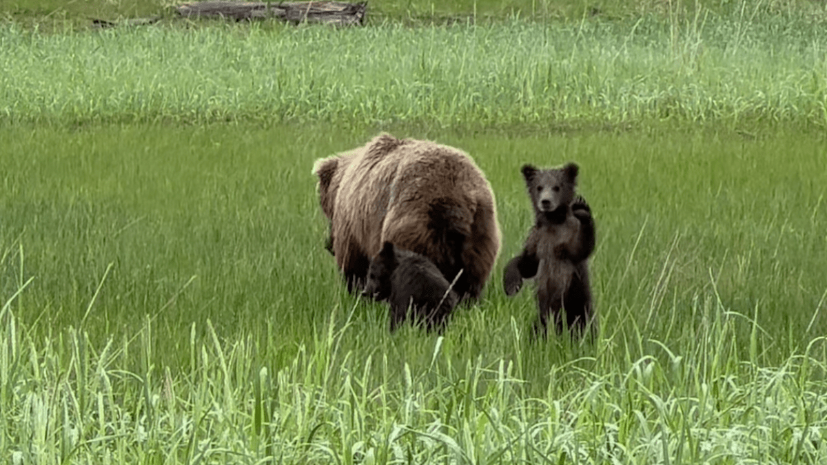 Watch: Is This Grizzly Cub Waving or Trying To Keep Balanced? - Wide ...