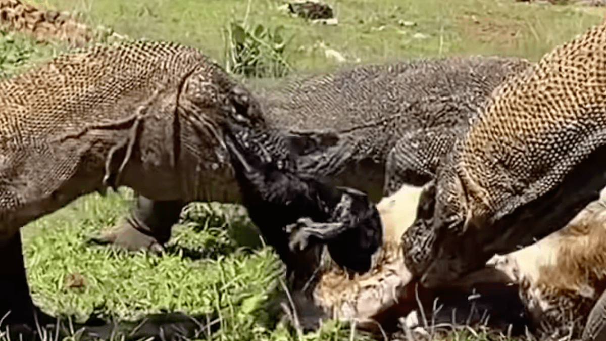 WTF Moment: Komodo Dragon Eats Unborn Goat from Carcass - Wide Open Spaces