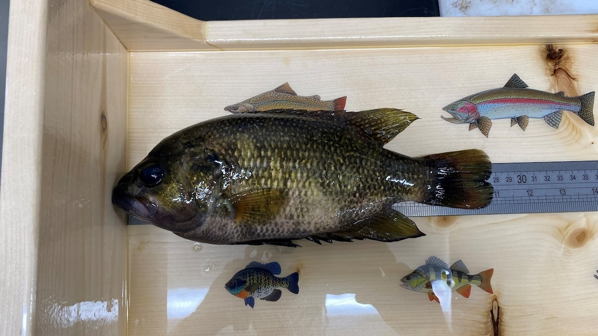 Small Rock Bass Added to Georgia's Record List - Wide Open Spaces