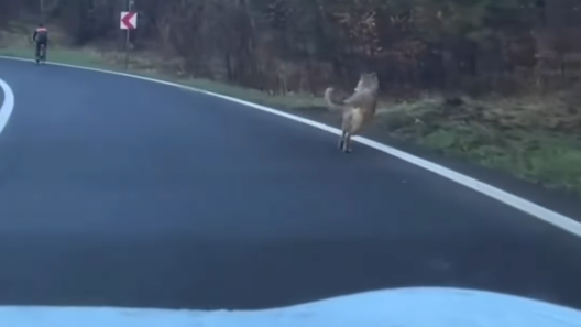 WATCH: Tesla Driver Saves Driver from Wolves in Transylvania - Wide ...