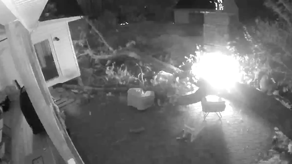 Video Captures Two Men Barely Dodging a Falling Tree - Wide Open Spaces