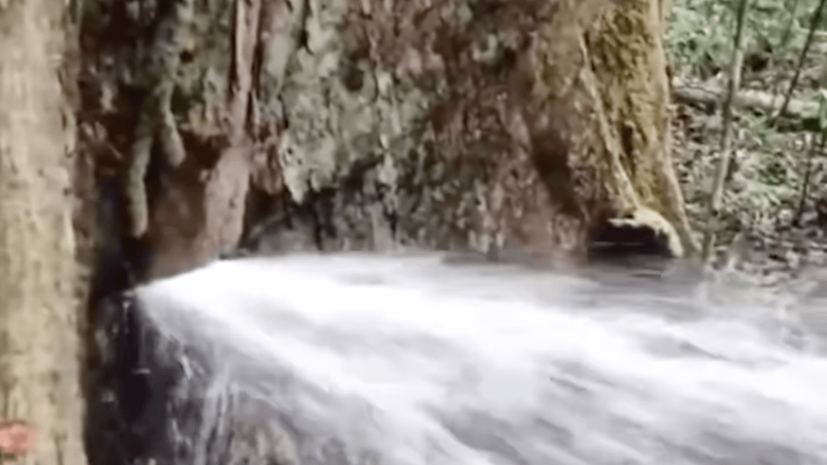 Video of Tree Gushing Water Baffles Viewers - Wide Open Spaces