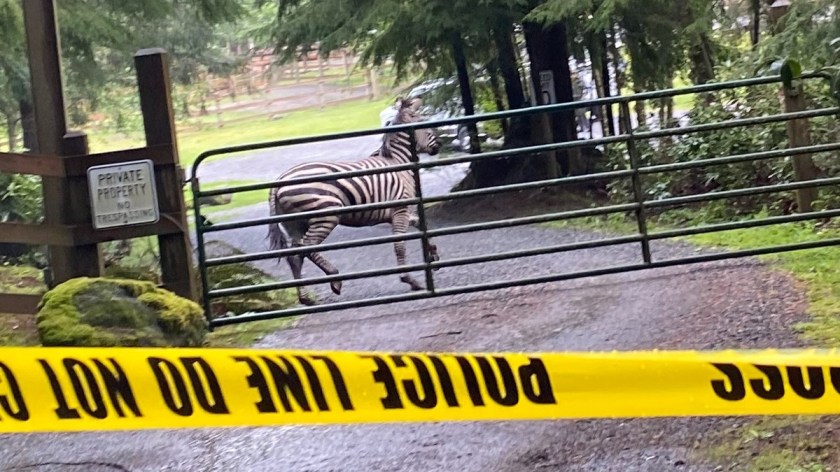 Watch: Zebras Lead Police Chase in North Bend - Wide Open Spaces