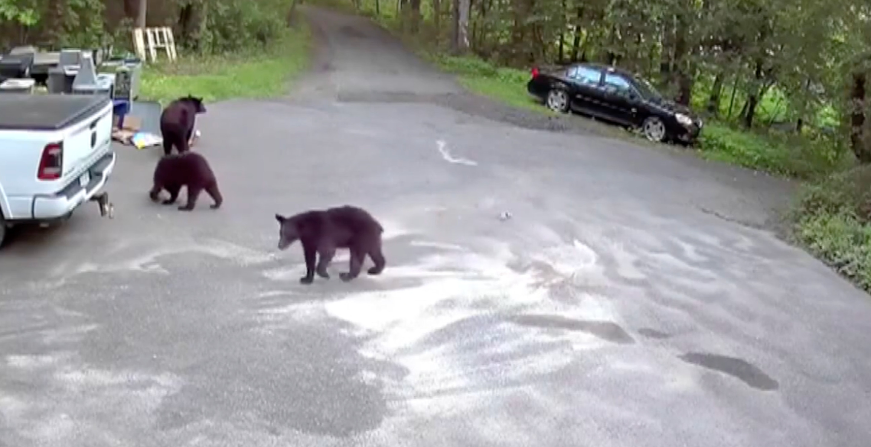 Dog Owner Opens Up About Scary Moment Bear Chased Down Her Pet - Wide ...