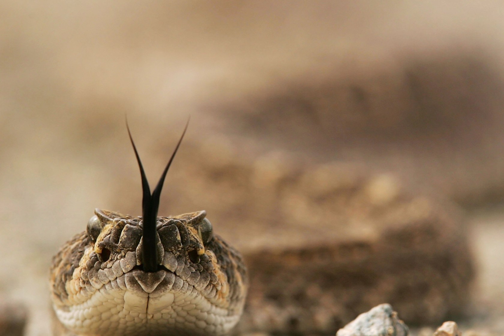 Here's The Worst Thing You Can Do If You're Bitten By A Snake - Wide ...