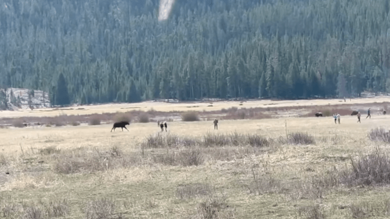 Yellowstone Moose Charge by Spectators Who Stand Too Close - Wide Open ...
