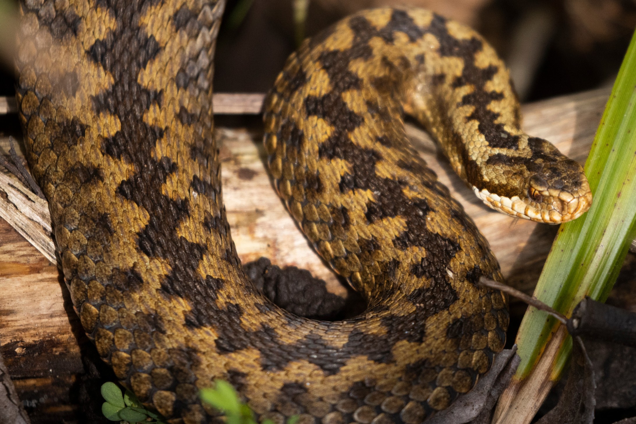 If You Smell This In Your Home, You Likely Have A Snake Hiding - Wide ...