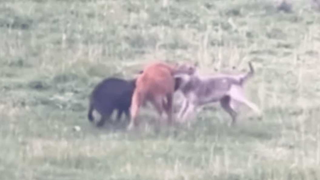 Watch: Bison Save Calf from Hungry Wolves - Wide Open Spaces
