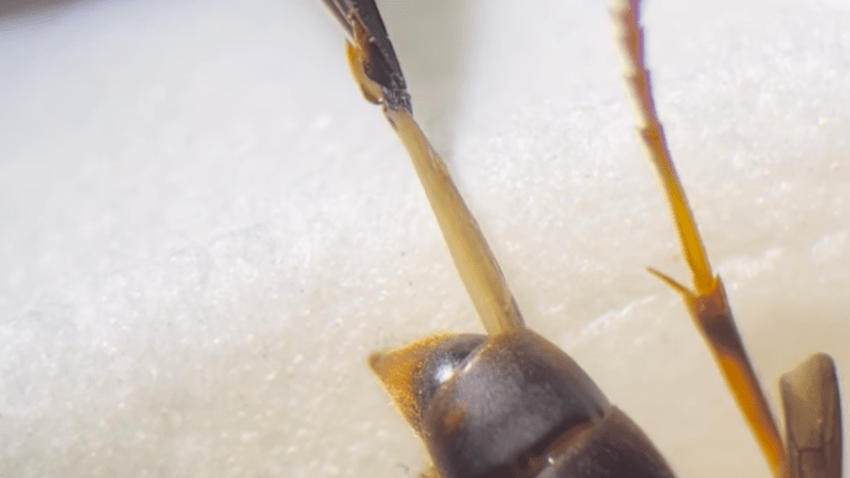 Check Out this Strepsiptera, AKA the ‘Bug Butt Parasite’ - Wide Open Spaces