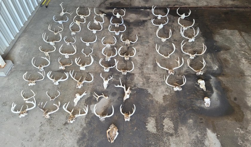 South Dakota Man Fined $31,158 for 55 Illegal Dead Heads