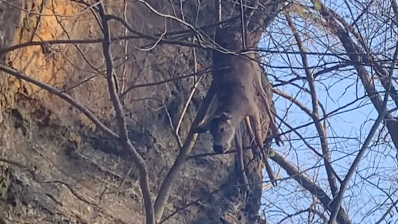 Deer Stuck in Tree Leaves Many Asking: How’d It Get Up There? - Wide ...