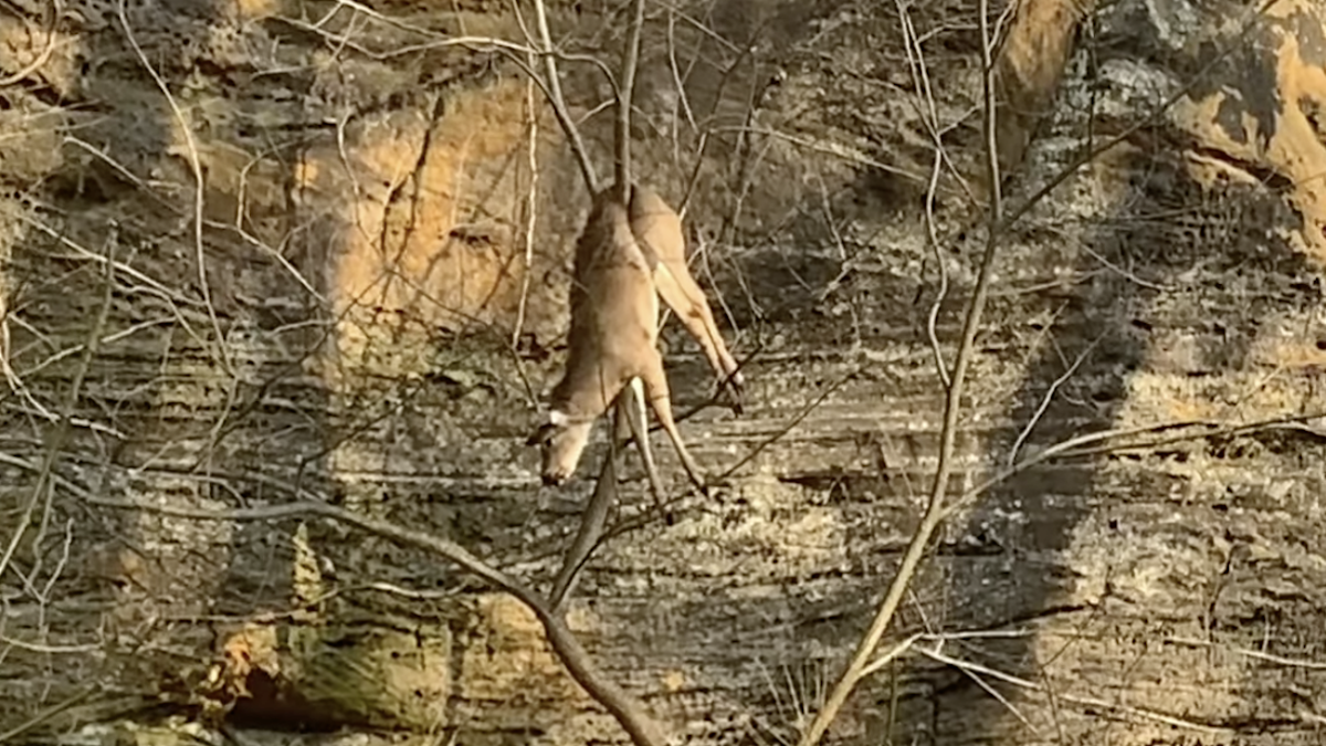 Deer Stuck in Tree Leaves Many Asking: How’d It Get Up There? - Wide ...
