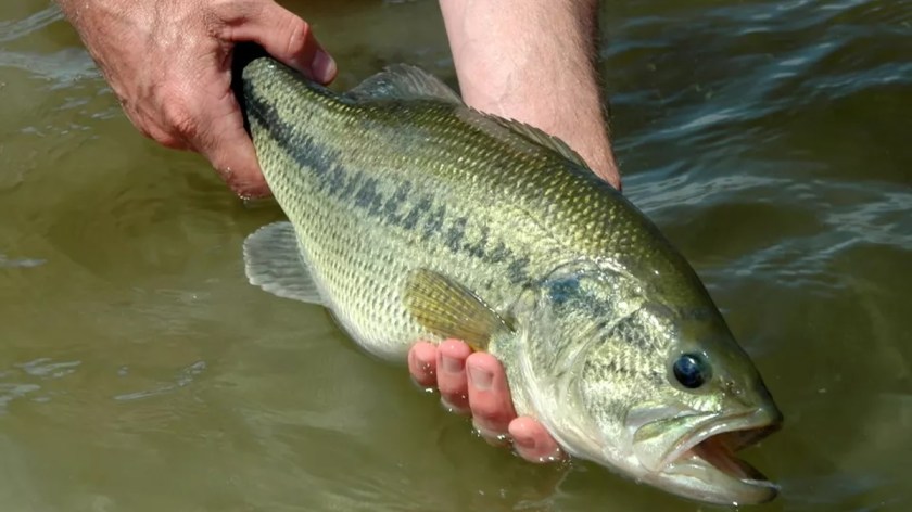 5 Fishing Tips for Beginners - Wide Open Spaces