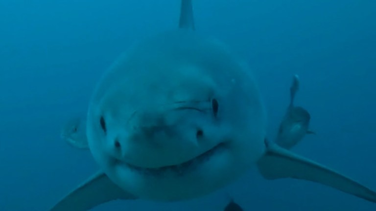 Scientist Film Rarely Seen Great White Shark Off Alabama Coast - Wide Open Spaces
