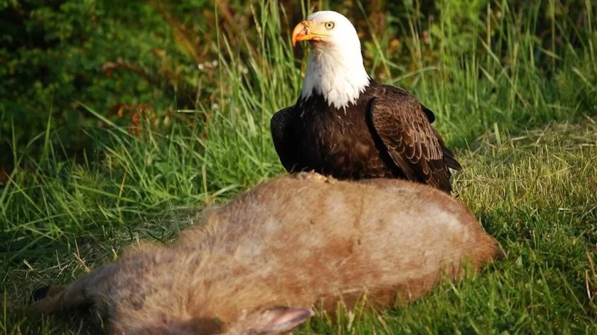 Insane Video Shows A Dramatic Confrontation Between An Eagle And ...