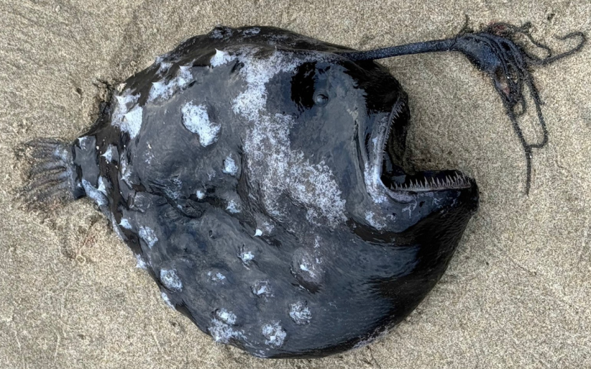 Fish Rarely Seen by Humans Washes Up on Oregon Beach - Wide Open Spaces