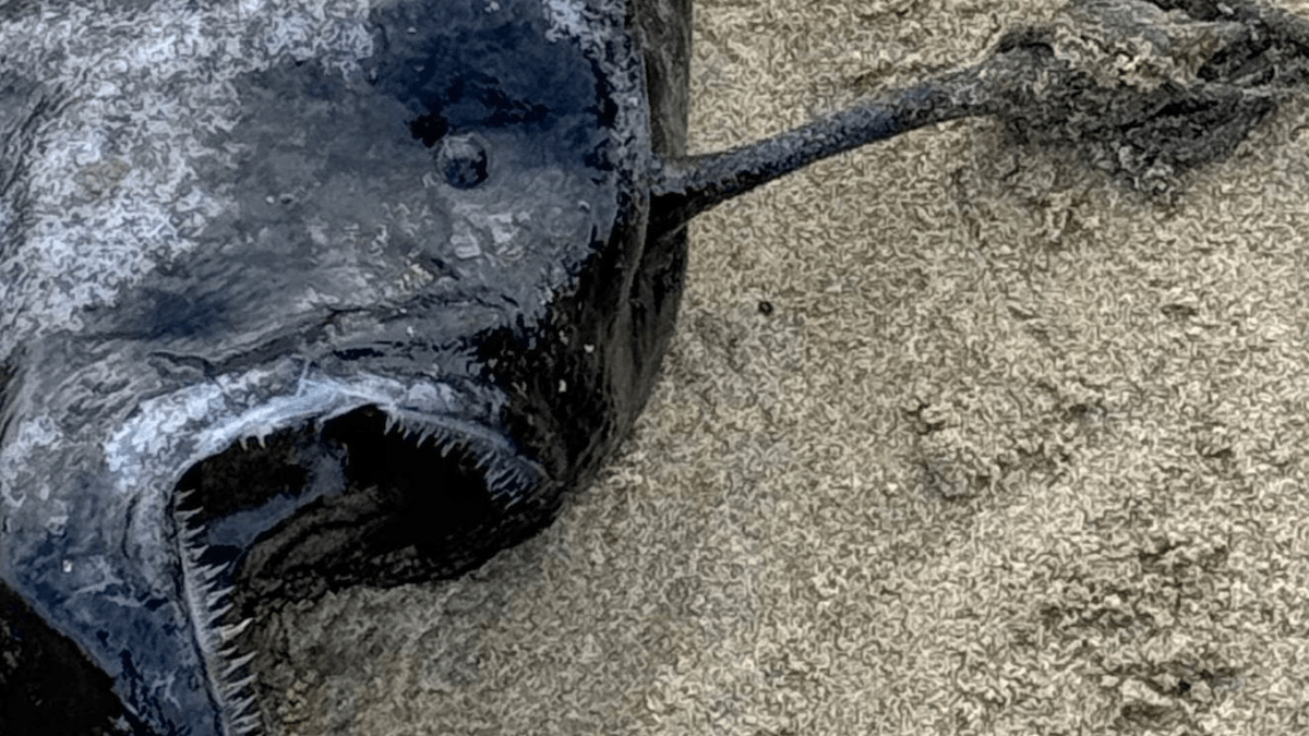 Fish Rarely Seen by Humans Washes Up on Oregon Beach - Wide Open Spaces