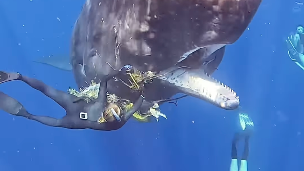 Snorkeler Who Removed Debris from Whale’s Mouth: ‘Very special, but ...